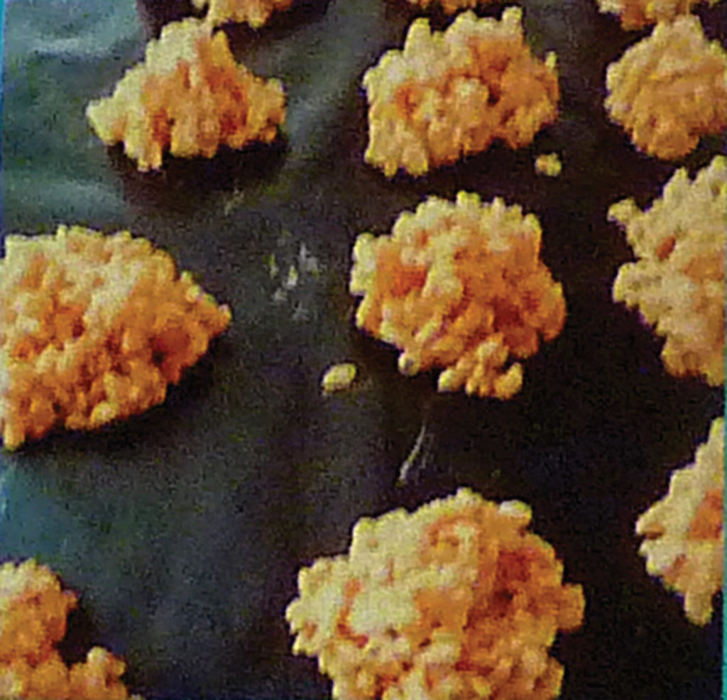 Edible Sedimentary Oolitic Limestonee | Rockwatch