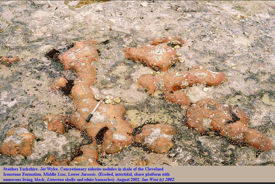 Fossils found by Rockwatchers | Rockwatch