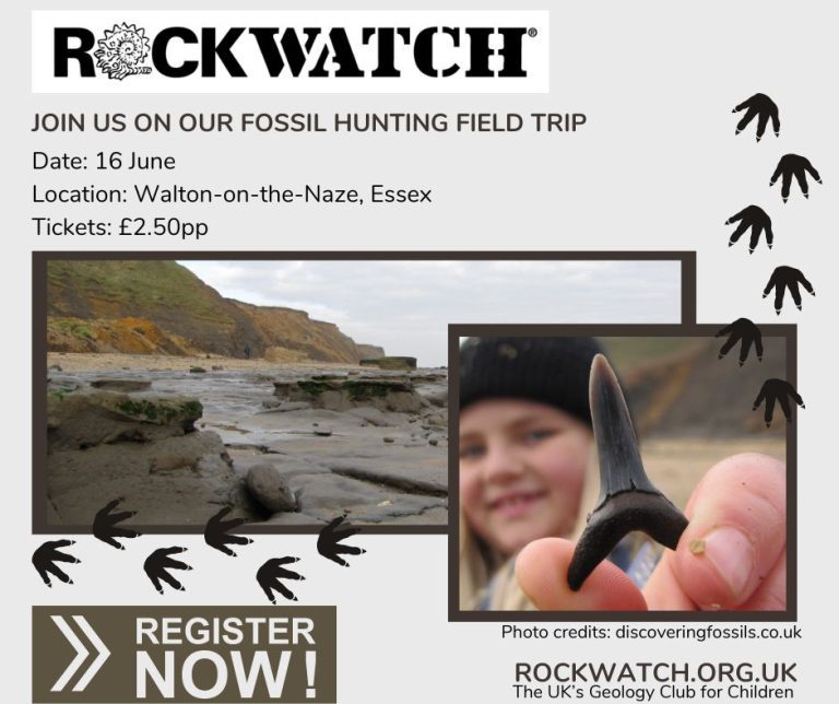 Fossil Hunting at Walton-on-the-Naze – FULLY BOOKED! | Rockwatch